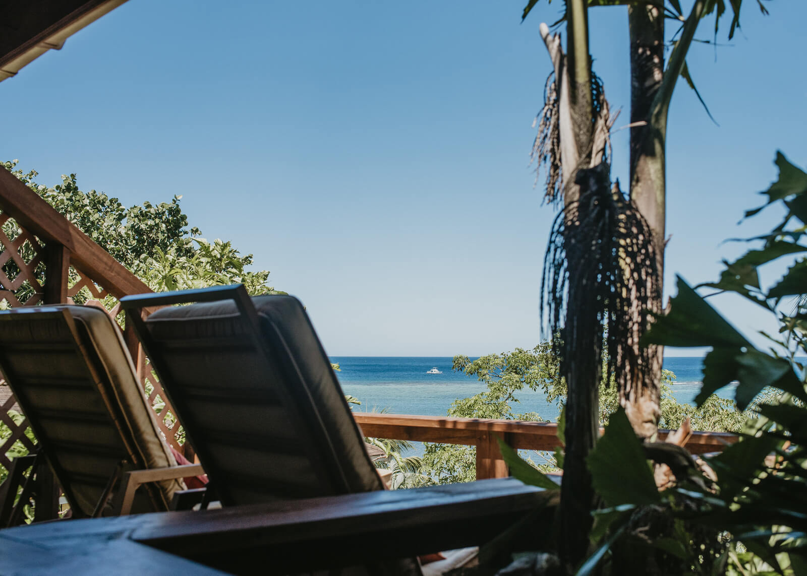 TREE FROG | Tranquilseas Hotel Resort Roatan